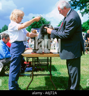 judging dog at a dog show Stock Photo - Alamy
