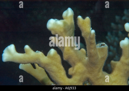 Fire Coral (Millepora dichotoma) Southern Red Sea, Egypt Stock Photo ...