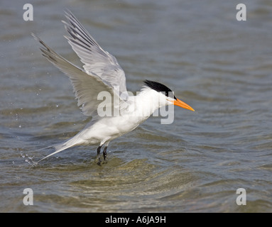 Royal Tern in water Flapping Wings forward Stock Photo - Alamy