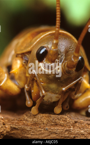 Giant weta from new Zealand worlds largest cricket and one of largest ...