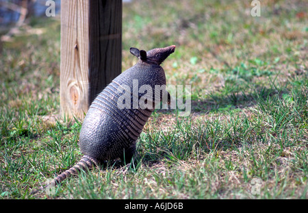 Nine-banded Armadillo ( Dasypus novemcinctus ) standing up and Stock ...