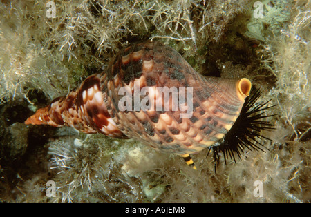 trumpet triton, Pacific triton, giant triton, triton's trumpet ...