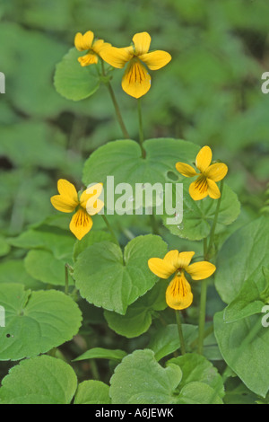 Twoflower Violet (Viola biflora), flowering plant Stock Photo - Alamy