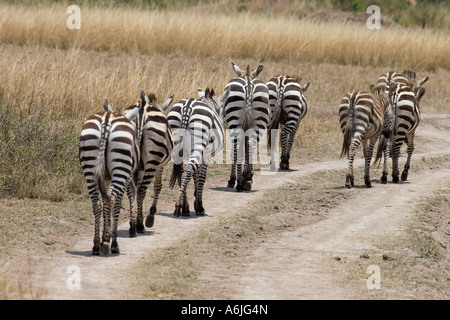 rear view zebras walking Masai mara Stock Photo - Alamy