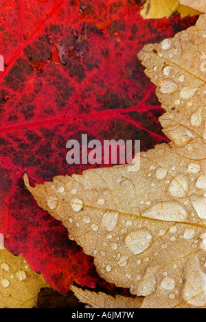 A vertical closeup shot of orange maple leaves found growing on a tree ...