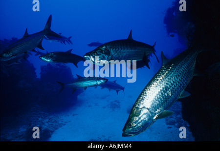 school of Tarpons in coral reef, Megalops atlanticus, Cayman Islands ...