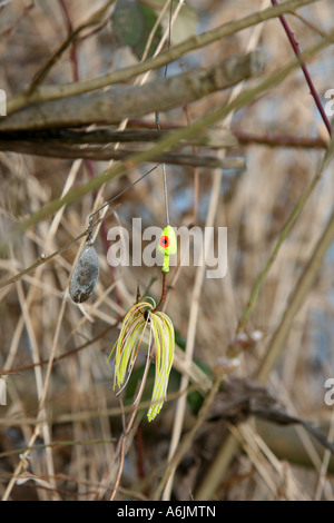 Fishing lure in tree Stock Photo - Alamy