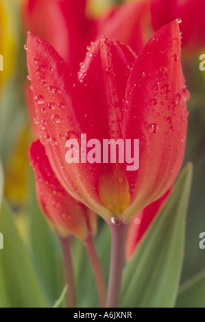 Tulipa praestans 'Fusilier' (Tulip) AGM Division 15 Fifteen ...