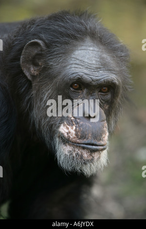 old Chimpanzee portrait Stock Photo - Alamy