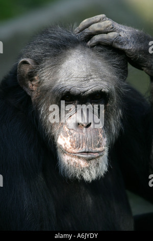 Chimpanzee (Pan troglodytes troglodytes), male, scratching his chin ...