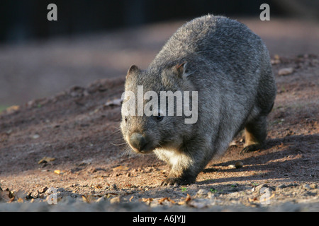 common wombat, vombatus ursinus single adult walking through snow Stock ...