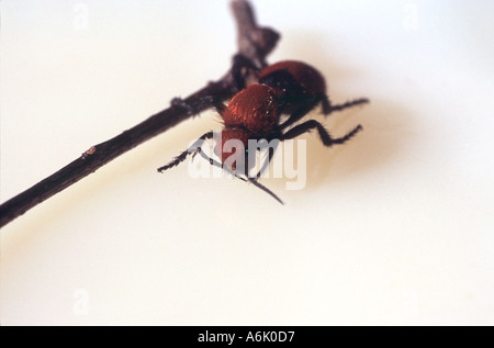 Female Dasymutilla occidentalis - red velvet ant, eastern velvet ant ...