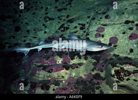 Gummy shark Mustelus antarcticus South Australia Digital composite ...