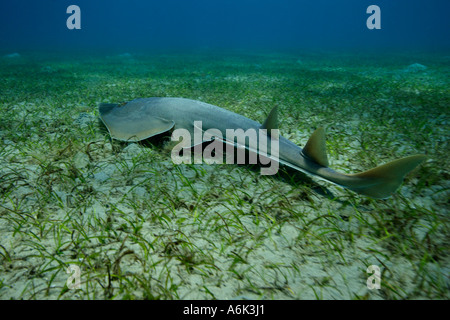 Halavi guitarfish in seegrass, rhinobatos halavi Stock Photo - Alamy