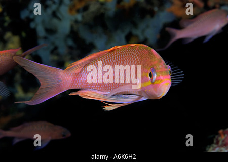male Swallowtail seaperch, Elba Italy Mediterranean sea Stock Photo - Alamy
