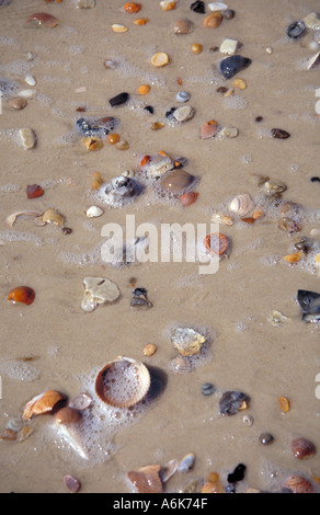 Shells Gulf Shores Alabama Stock Photo - Alamy