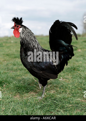 Side profile of a free range Rooster or cockerel Stock Photo - Alamy
