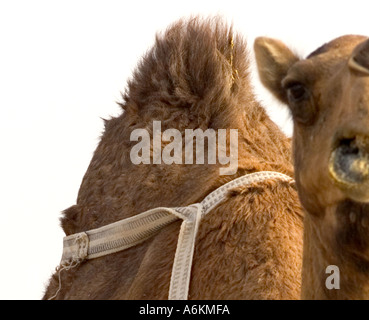 Angry camel in the desert Stock Photo - Alamy