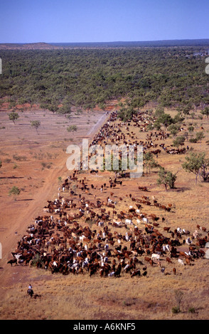 MUSTERING CATTLE BY HELICOPTER Stock Photo - Alamy