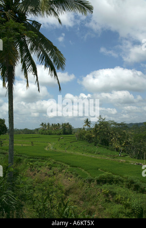 Rice padi or paddi fields in Sabah north Borneo Stock Photo - Alamy