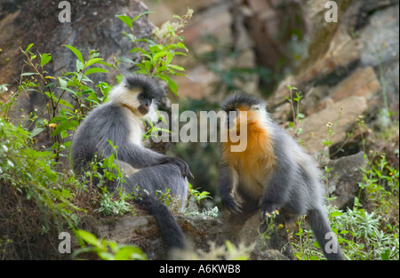Langur monkey Thrumshing La Pass between Bumthang Mongar Bhutan Stock ...