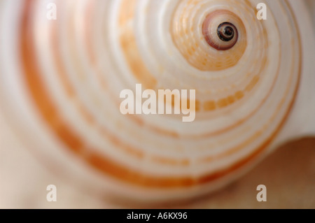 Close up detail photo of a Tonna Allium seashell on the beach Stock ...