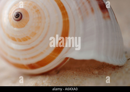 Close up detail photo of a Tonna Allium seashell on the beach Stock ...
