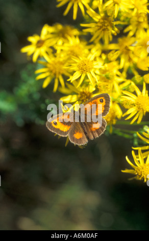 Gatekeeper - Pyronia tithonus Stock Photo - Alamy