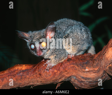 Senegal galago Senegal Bush Baby Lesser Bush Baby Senegal Galago Stock ...