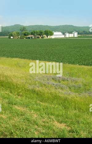 Field of corn and farmstead in southern Illinois Stock Photo - Alamy