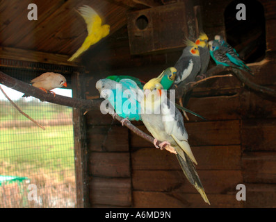 Inside An Avery Containing Different Species Of Birds Stock Photo - Alamy