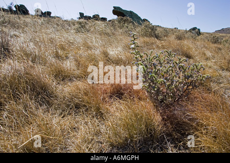 Dry land ecosystem and schist rock outcrops in Flat Top Conservation ...
