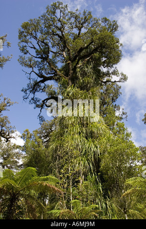 Tall trees with epiphytes amongst native podocarp forests and tree ...