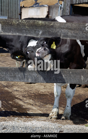 Worthy Farm, Pilton, Somerset. These fields are better known as the ...