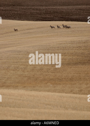 Mule Deer running across field in scenic Saskatchewan Canada Stock ...