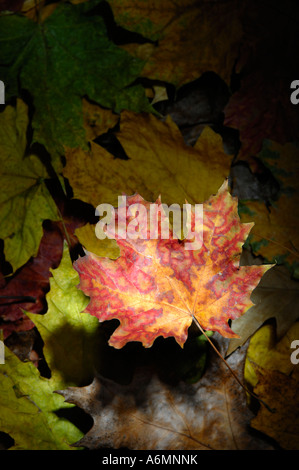 Autumn with last yellow maple leaves on trees branch in evening light Stock Photo - Alamy