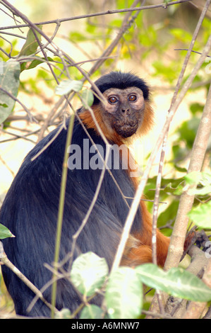 west African red colobus monkey Procolobus badius adult perched in tree ...