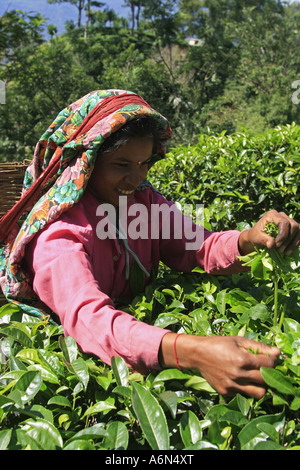 Balangoda Estate Tea Plantation Sri Lanka Stock Photo - Alamy