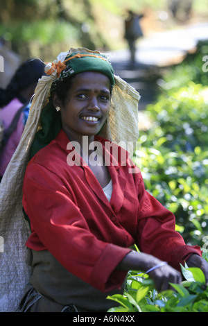Balangoda Estate Tea Plantation Sri Lanka Stock Photo - Alamy