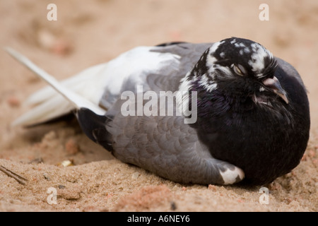 Brown pigeon sleeping Stock Photo: 111599230 - Alamy