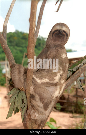 Smiling three toed sloth sitting in a tree , Amazon River Stock Photo ...