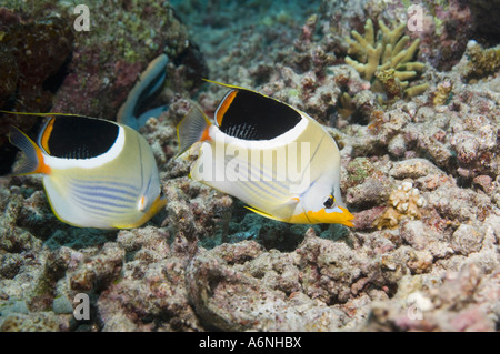 Two Saddleback butterflyfish Chaetodon ephippium swimming underwater ...