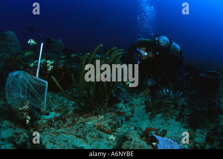 Tropical Fish Collector Stock Photo - Alamy