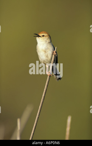 Neddicky (Cisticola fulvicapilla Stock Photo - Alamy