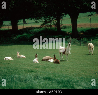 Llama calves on short pasture with adult llamas behind Sussex Stock ...