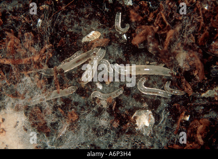 FUNGUS GNAT SCIARID FLY LARVAE FEEDING ON ROOTS CU Stock Photo - Alamy