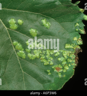 White rust or goatsbeard white rust (Pustula tragopogonis) lesions and ...
