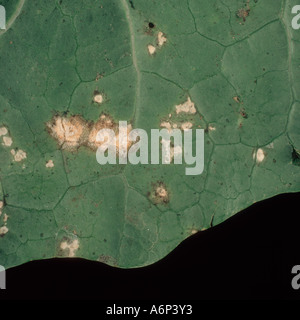 White blister rust Albugo candida pustules on upper leaf surface of old ...