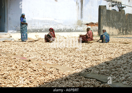 Ginger factory in Kochi (Cochin), Kerala, India Stock Photo - Alamy
