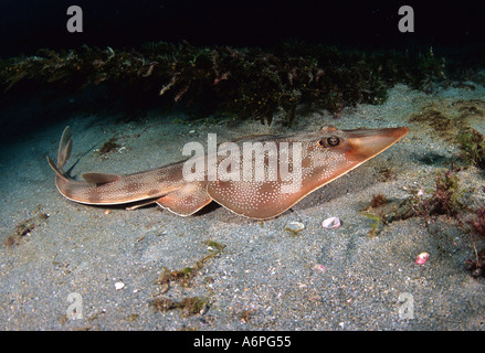 Atlantic Guitarfish Rhinobatos lentiginosus Stock Photo - Alamy